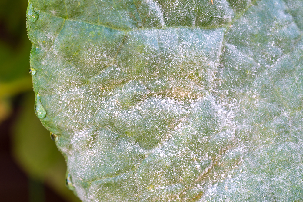 Cultivo de melón » Huerto en casa