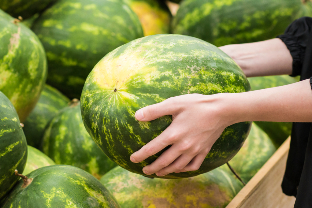 ¿La sandía es fruta o verdura? » Huerto en casa