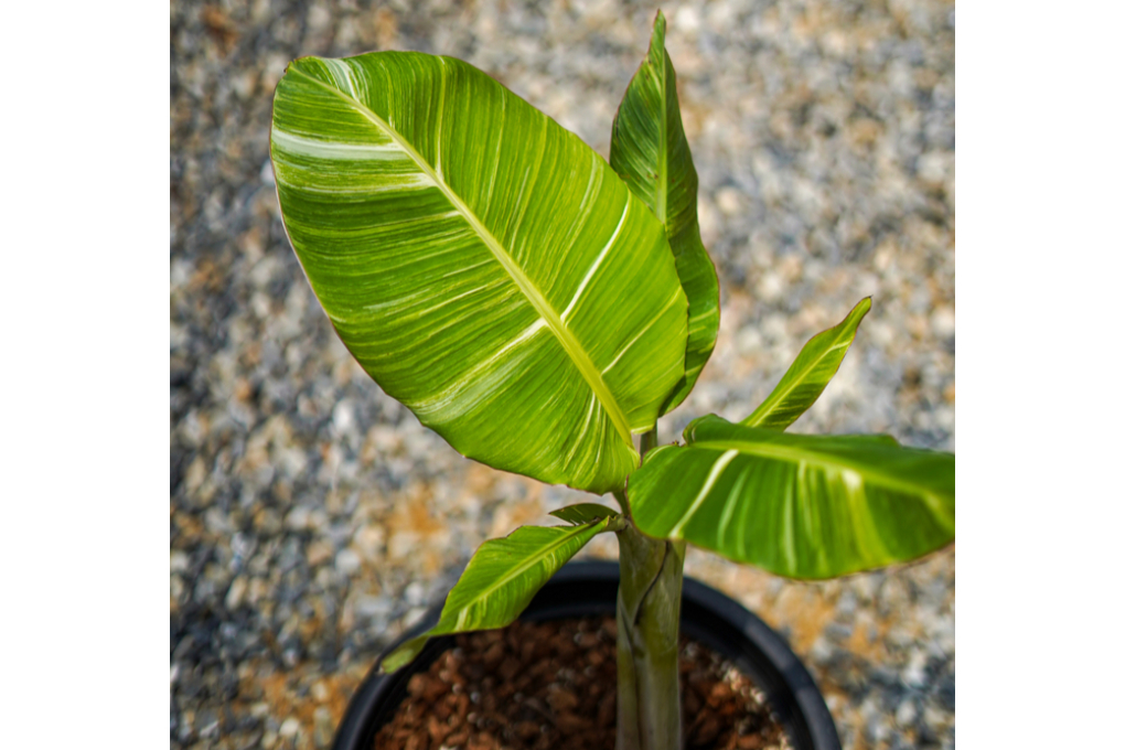 Picudo negro del plátano, una plaga que debilita la planta » Huerto en casa