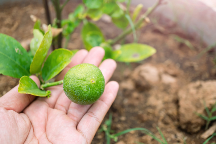 Cómo y cuándo fertilizar el limón persa » Huerto en casa