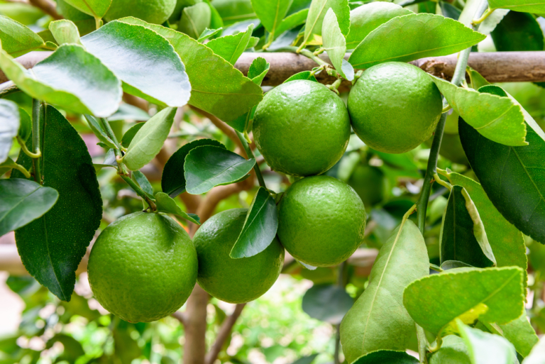 Características del limón Persa » Huerto en casa