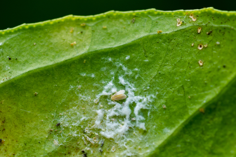 Limón persa, el limón verde sin semillas » Huerto en casa
