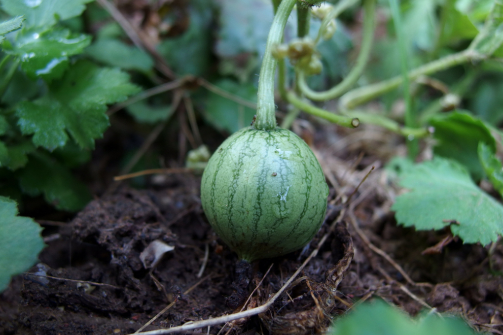 Cultivo de sandía » Huerto en casa
