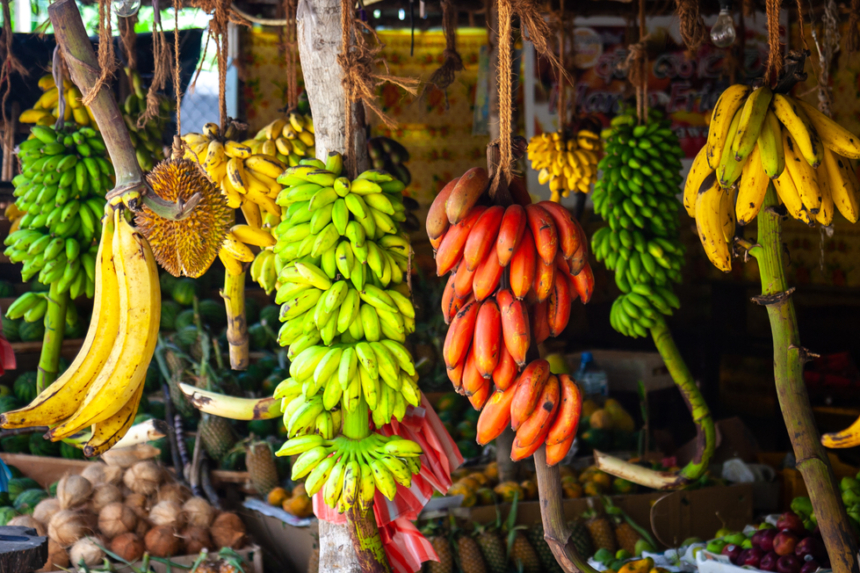 Plátano macho » Huerto en casa