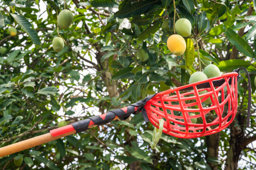Cosecha de mango » Huerto en casa