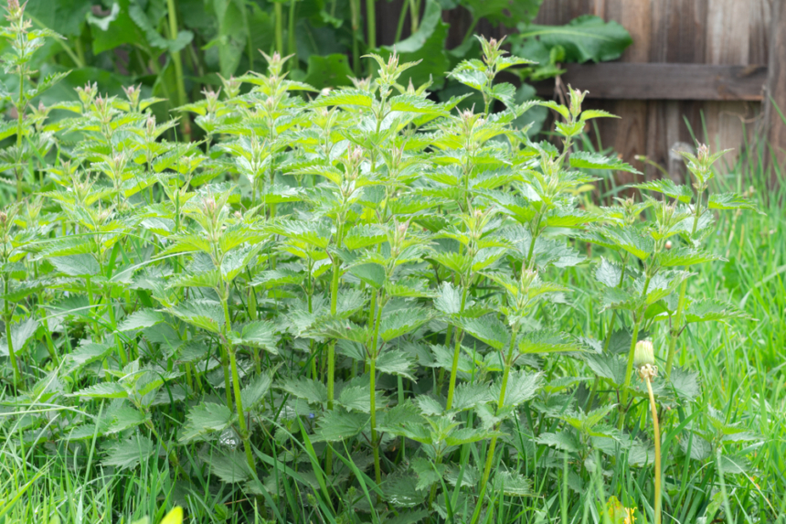 Cultivo de ortiga » Huerto en casa
