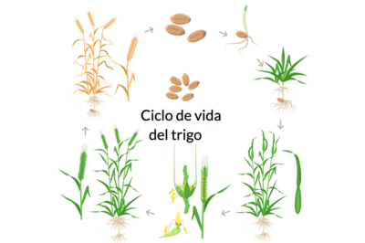 Cultivo de trigo » Huerto en casa