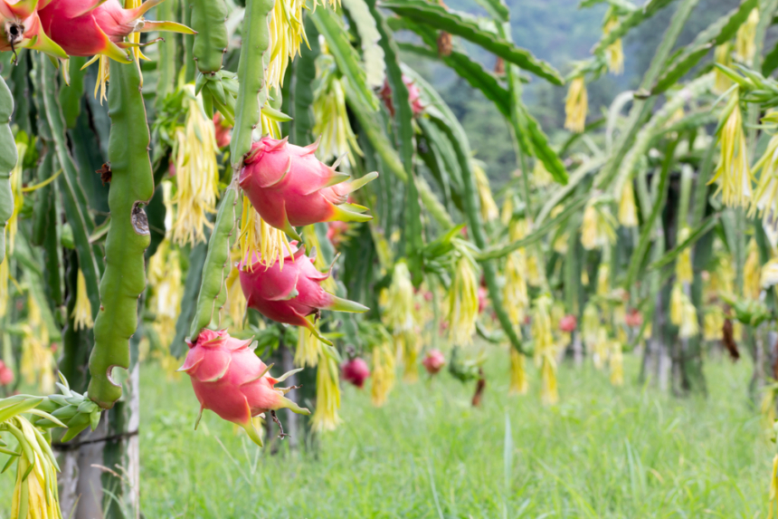 Todo sobre la pitahaya: propiedades, historia y cultivo » Huerto en casa Todo sobre la pitahaya: propiedades, historia y cultivo » Huerto en casa