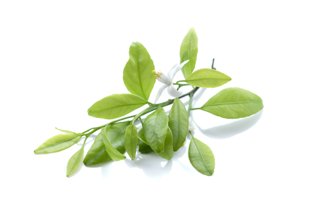 Propiedades y beneficios de la hoja de naranjo » Huerto en casa