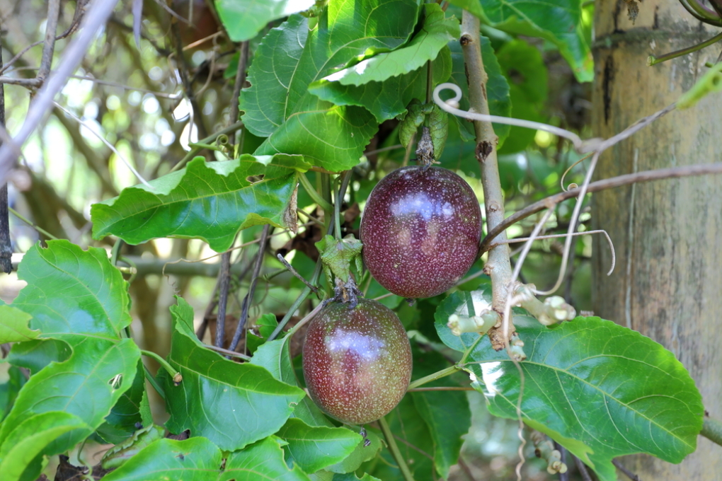 Cómo cultivar maracuyá en tu huerto en casa » Huerto en casa
