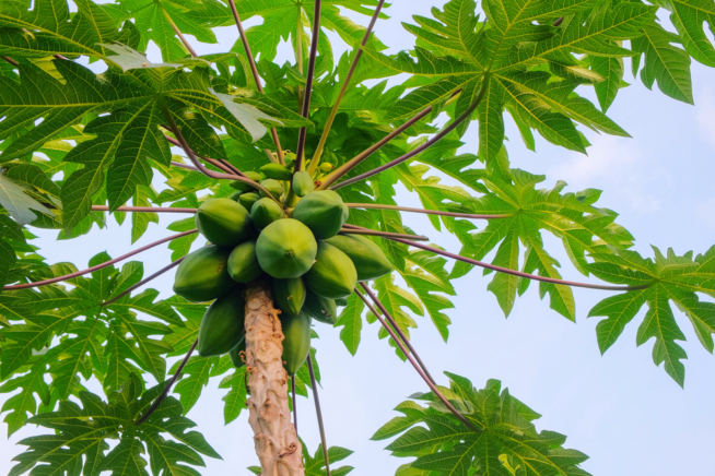 Flor de papaya » Huerto en casa