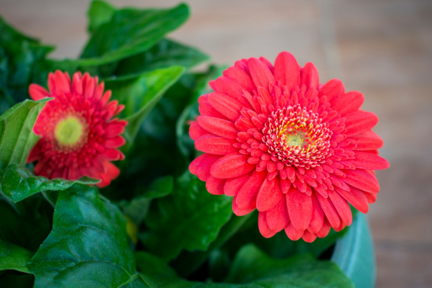 Todo sobre gerbera » Huerto en casa