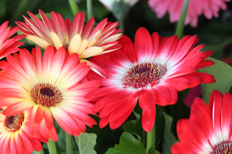 Floración de la gerbera » Huerto en casa