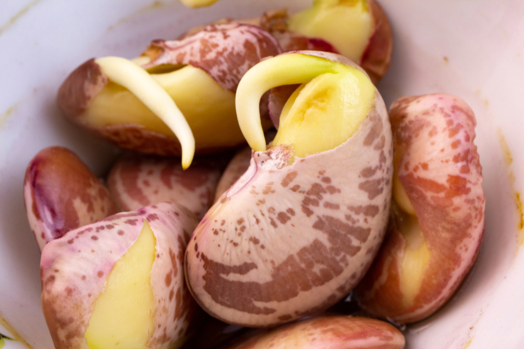 ¿Cómo se reproduce el frijol? » Huerto en casa