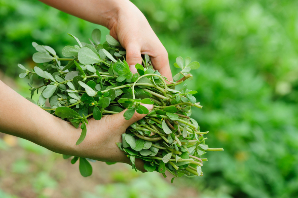Todo sobre las verdolagas: cultivo, propiedades y más » Huerto en casa