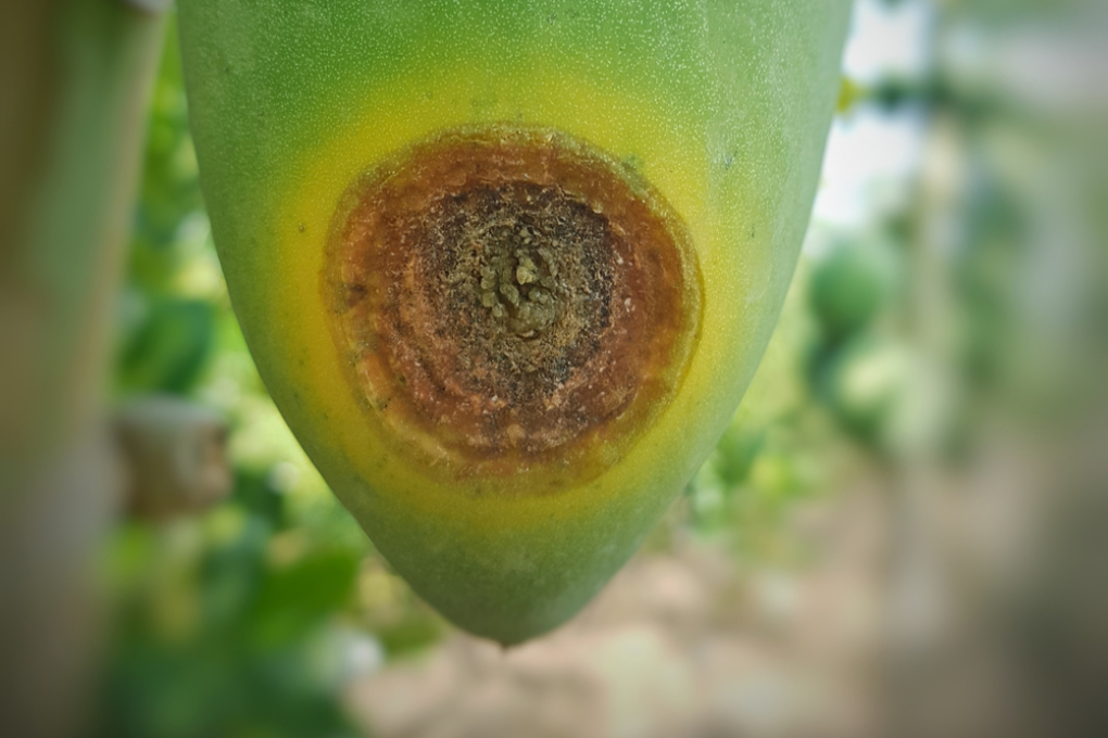 Antracnosis en mango, una enfermedad indeseada » Huerto en casa