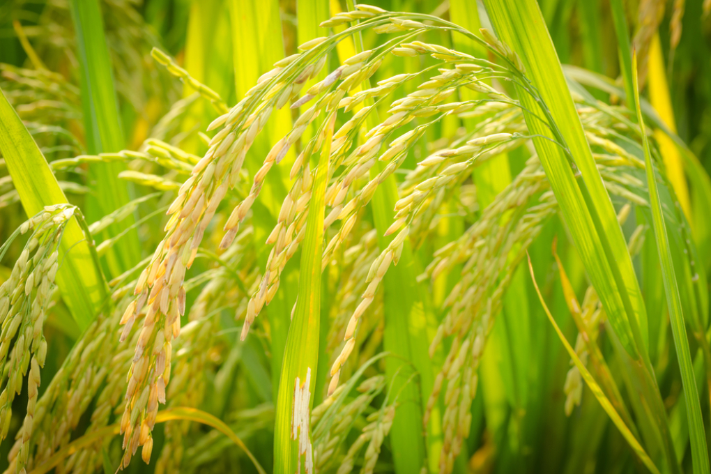 Arroz » Huerto en casa