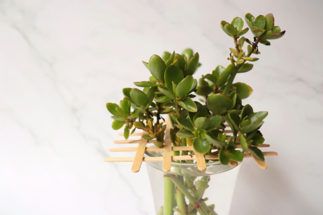 Como reproducir kalanchoe » Huerto en casa