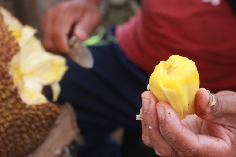 Yaca o jackfruit » Huerto en casa