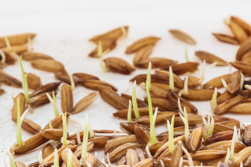 Cultivo de arroz » Huerto en casa