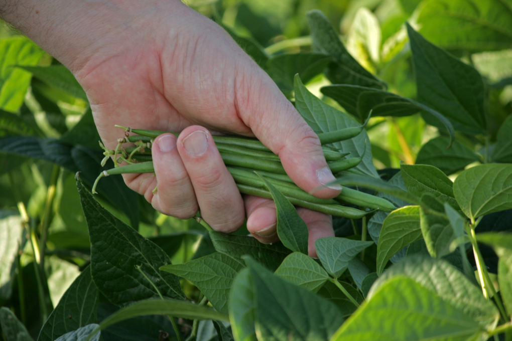 Frijoles verdes » Huerto en casa