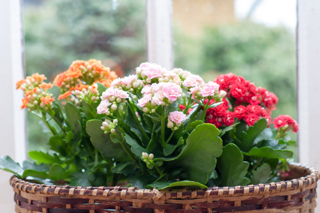 Cuidados de kalanchoe calandiva » Huerto en casa
