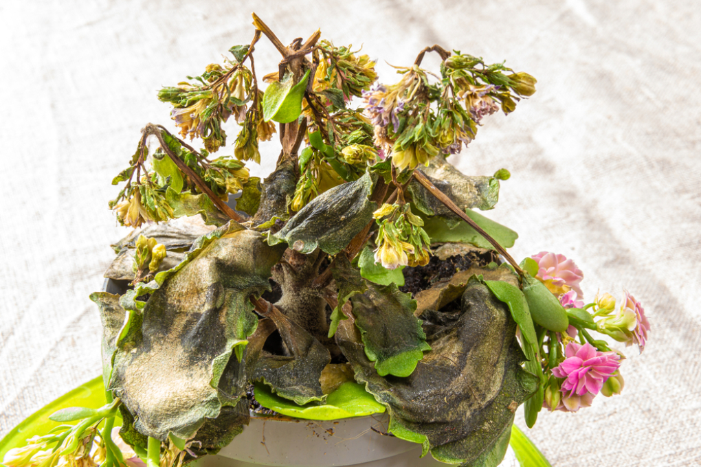 Kalanchoe con hojas mustias » Huerto en casa
