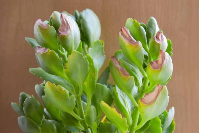 Trasplantar kalanchoe » Huerto en casa