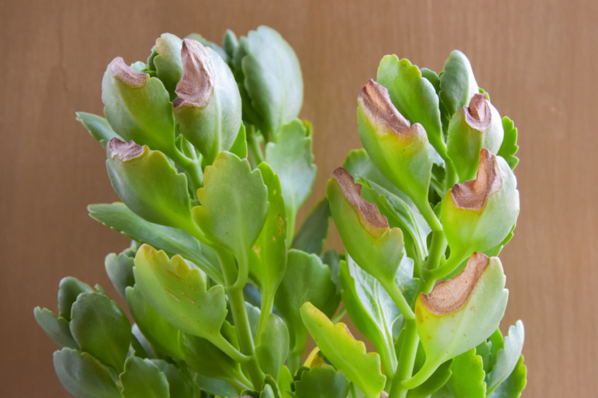 Trasplantar kalanchoe » Huerto en casa