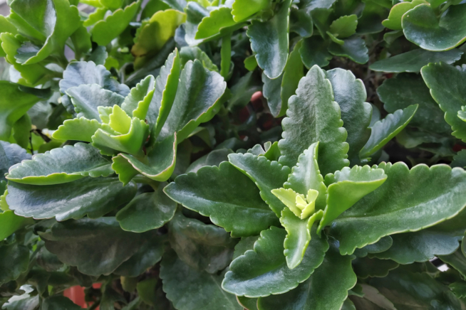 Trasplantar kalanchoe » Huerto en casa