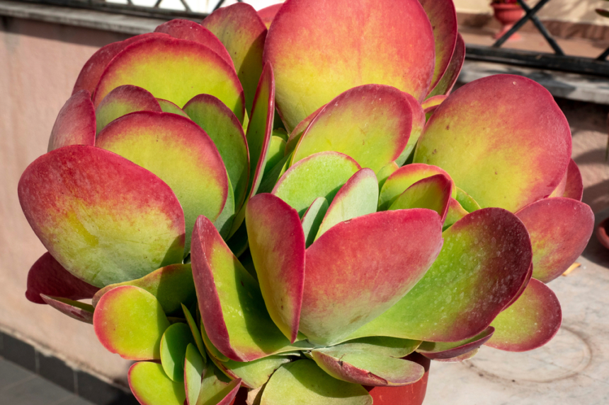 Cuidados de kalanchoe calandiva » Huerto en casa