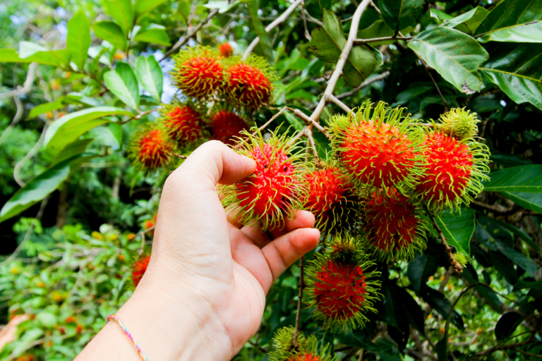 Todo sobre rambután » Huerto en casa