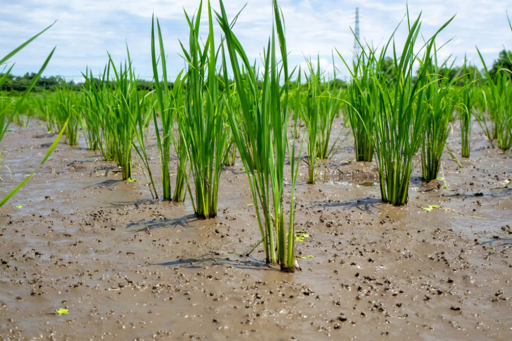 Cómo cosechar arroz » Huerto en casa