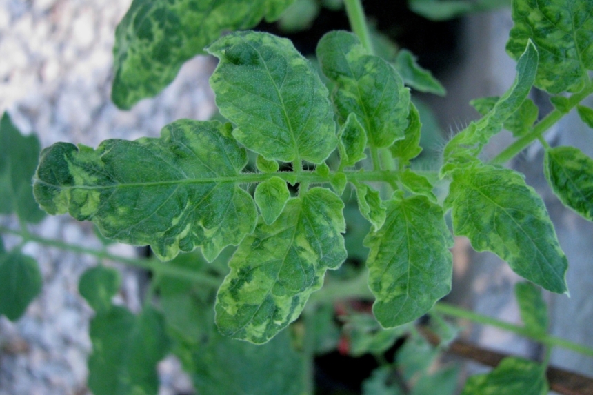 Cenicilla en tomate » Huerto en casa