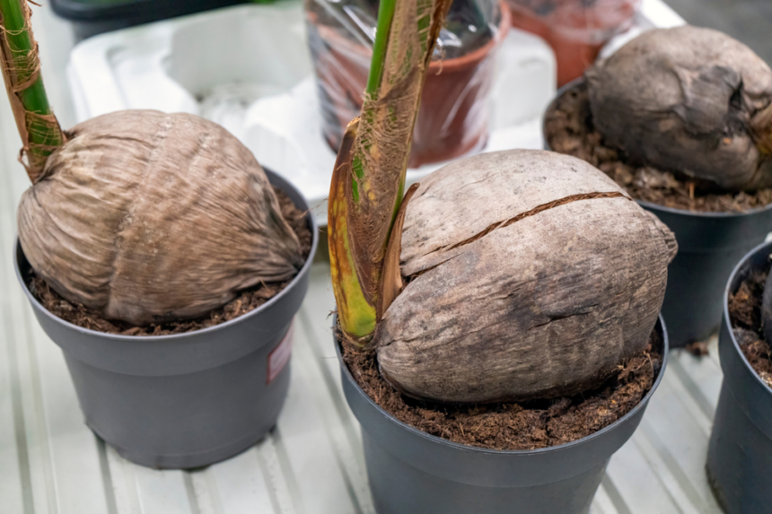¿Cómo sembrar coco enano? » Huerto en casa