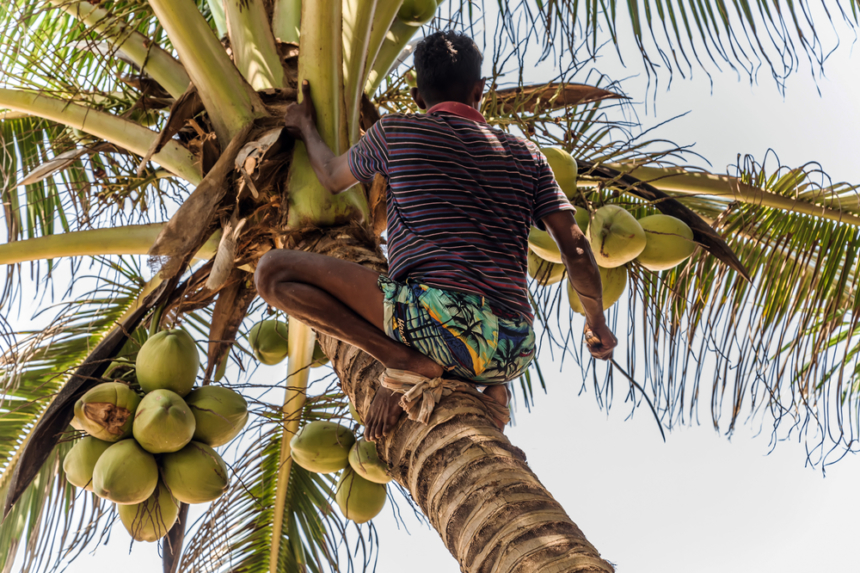 ¿Cómo sembrar coco enano? » Huerto en casa