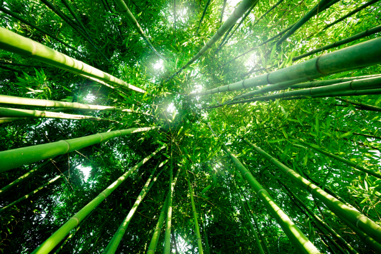 Bambú planta interior » Huerto en casa