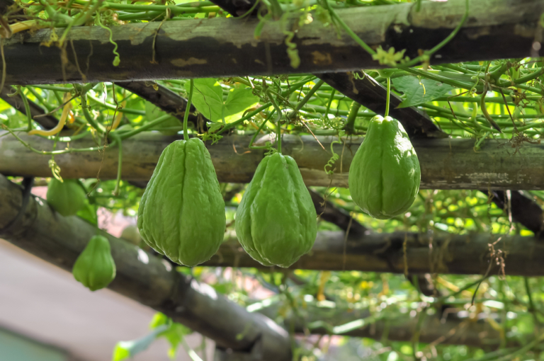 Temporada de chayote » Huerto en casa