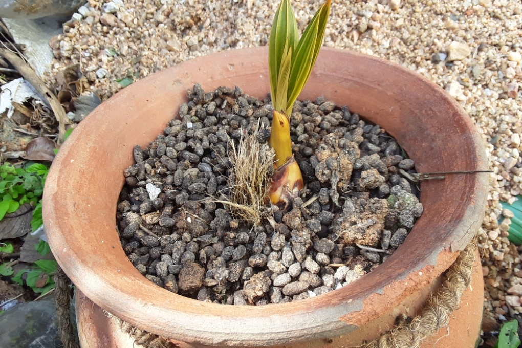 Cultivo de coco » Huerto en casa