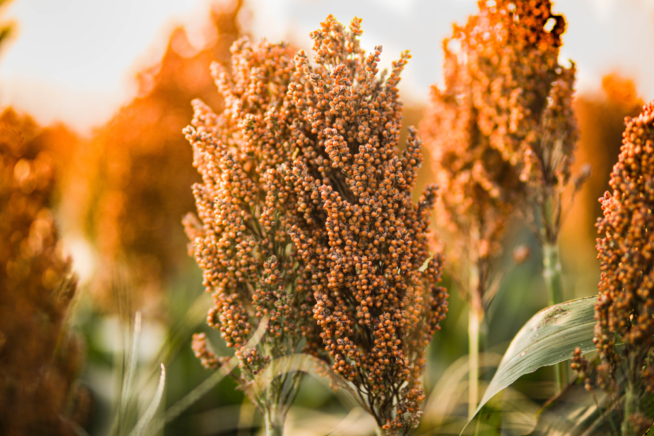 Cosecha del sorgo » Huerto en casa