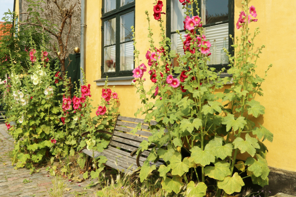 Semillas de la malva real » Huerto en casa