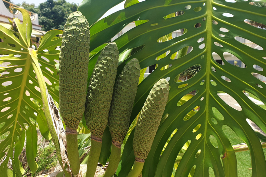 Sustrato para monstera deliciosa » Huerto en casa