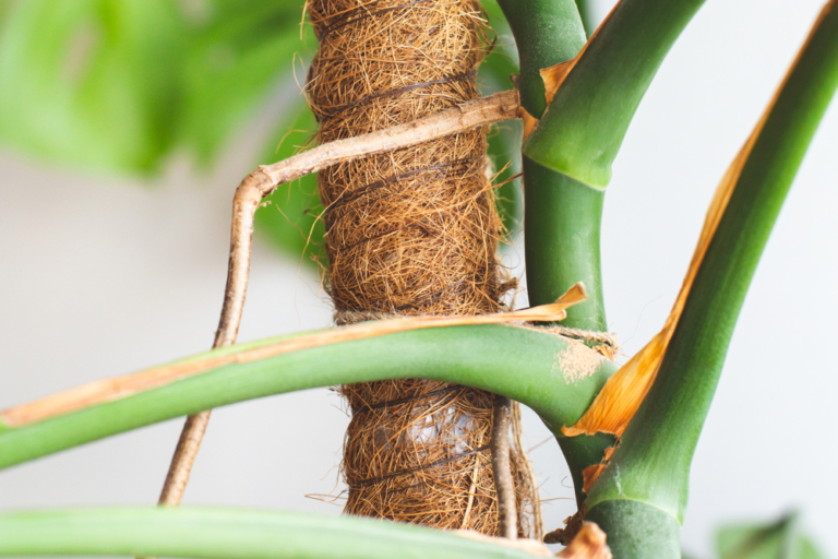 Fruto de la monstera deliciosa » Huerto en casa