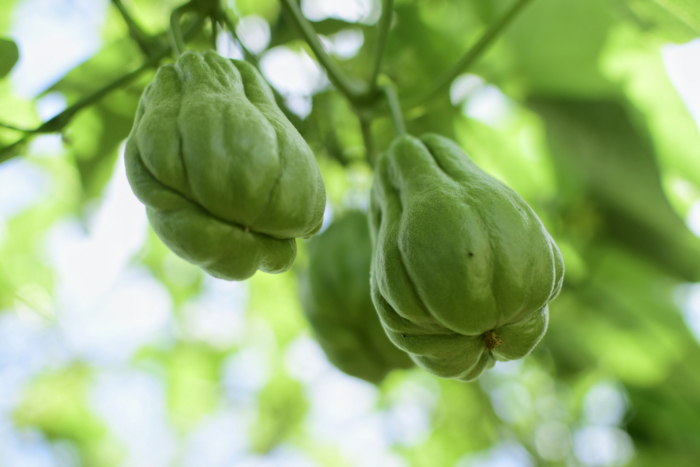 Temporada de chayote » Huerto en casa