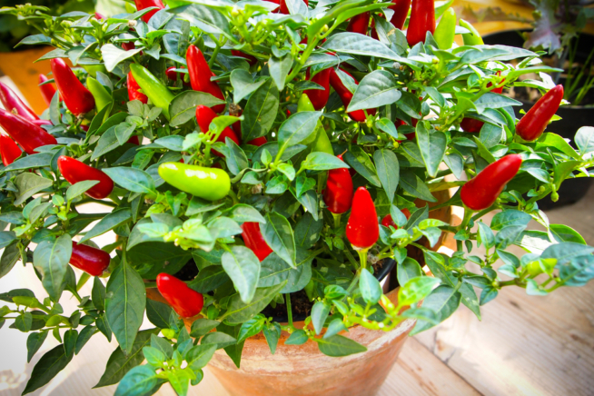 Cuidado de planta de chile » Huerto en casa