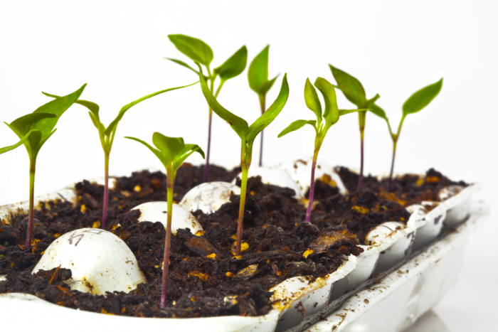 Cómo germinar chía » Huerto en casa