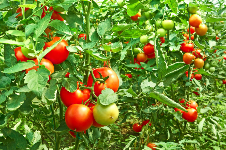 Cuánto tarda en crecer una planta » Huerto en casa Cuánto tarda en crecer una planta » Huerto en casa