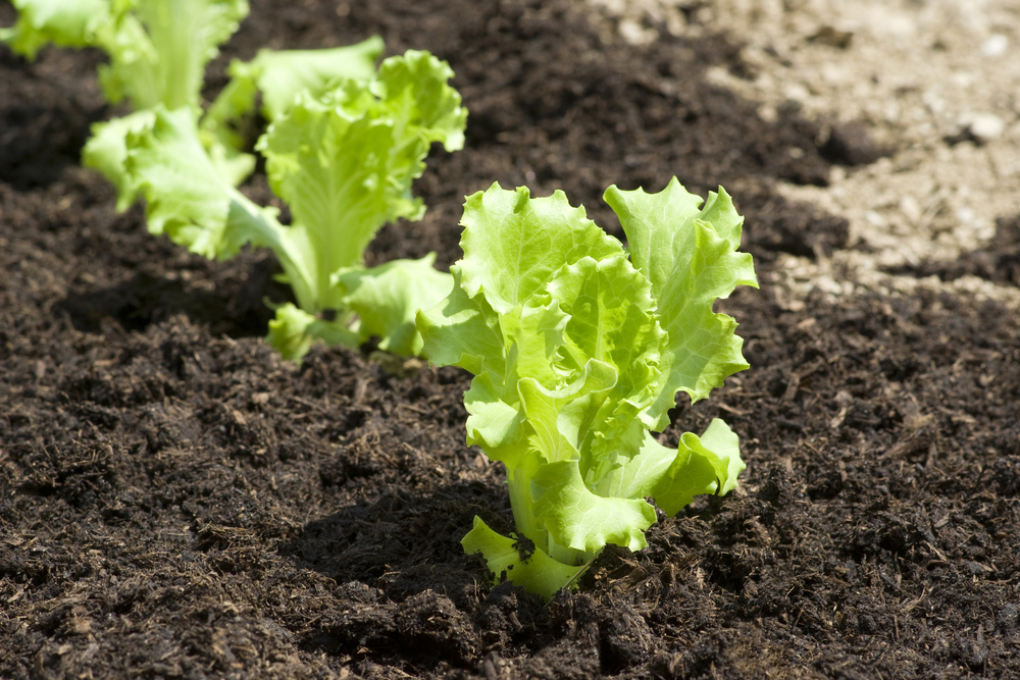 Como sembrar lechuga » Instrucciones, ubicación y más