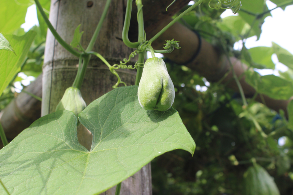 ¿Cuánto tarda en dar fruto el chayote? » Huerto en casa
