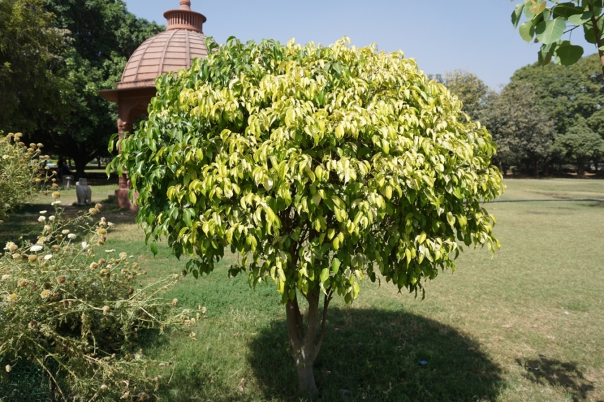¿Cómo reproducir ficus benjamina? » Huerto en casa